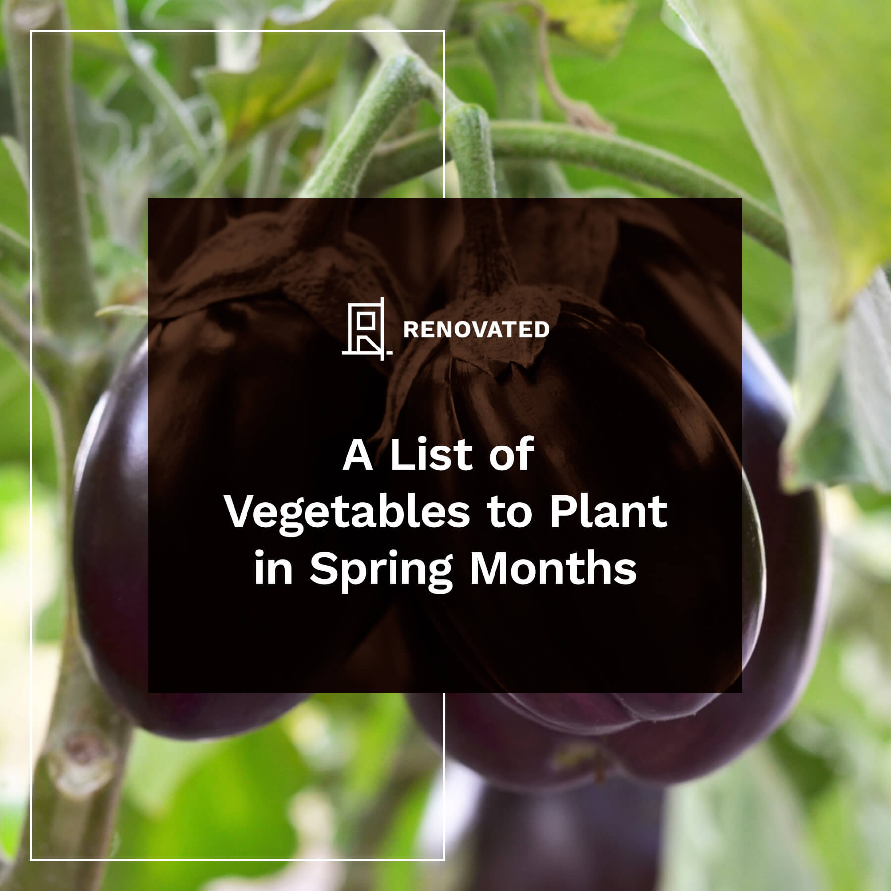 A List of Vegetables to Plant in Spring Months | Renovated