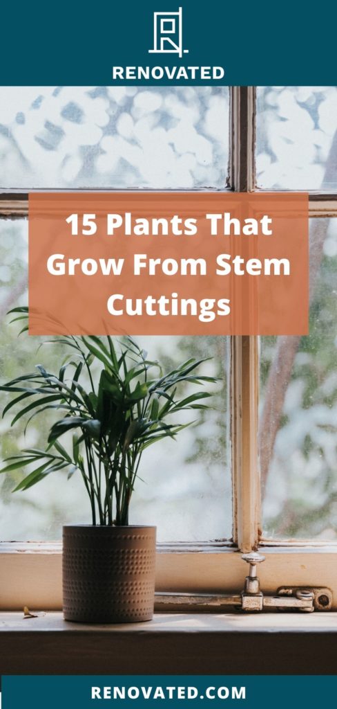 15 Plants That Grow From Stem Cuttings | Renovated