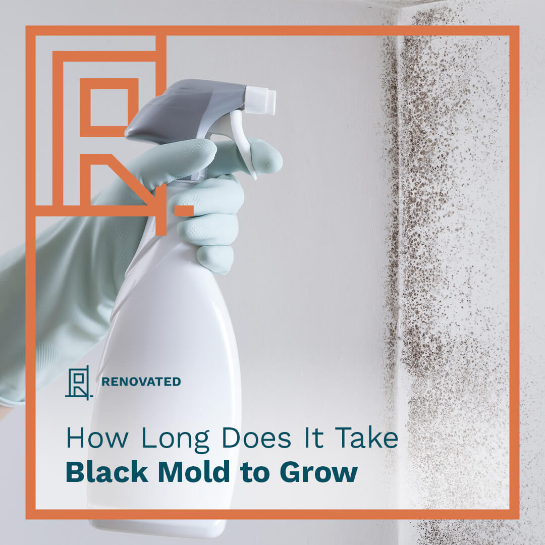 How Long Does It Take Black Mold to Grow? | Renovated